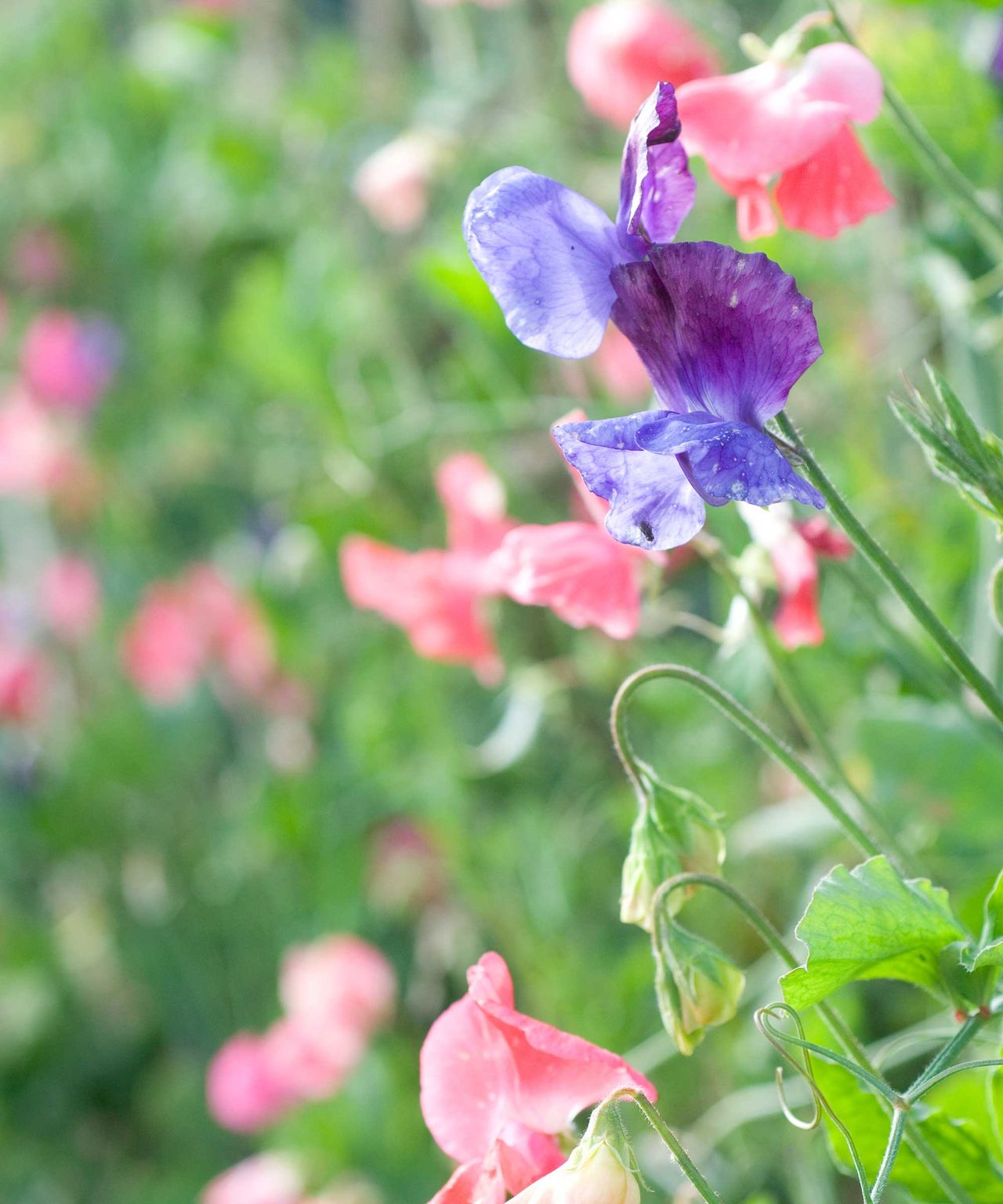 How to make a sweet pea teepee: in 5 easy steps | Homes and Gardens