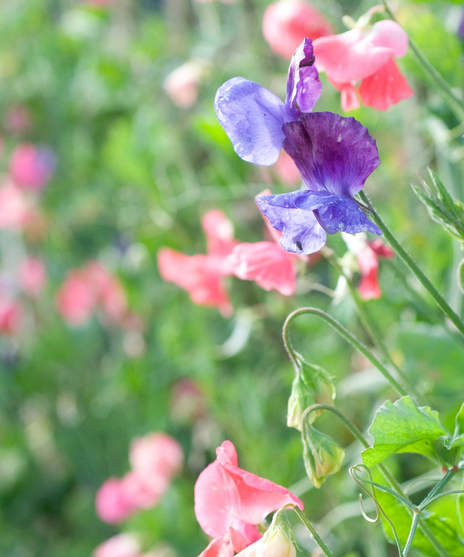 5 best fast-growing flowers to grow from seed | Homes and Gardens