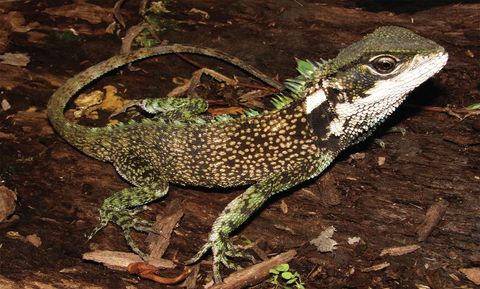 Here Be Dragons: 3 Spiky Lizard Species Found in Andes | Live Science