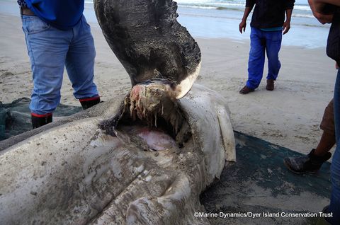 13 Bizarre Things That Washed Up on Beaches | Live Science