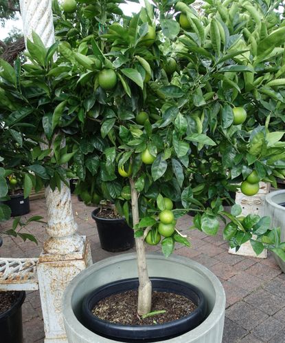 Cocktail gardens are the biggest planting trend of the summer ...