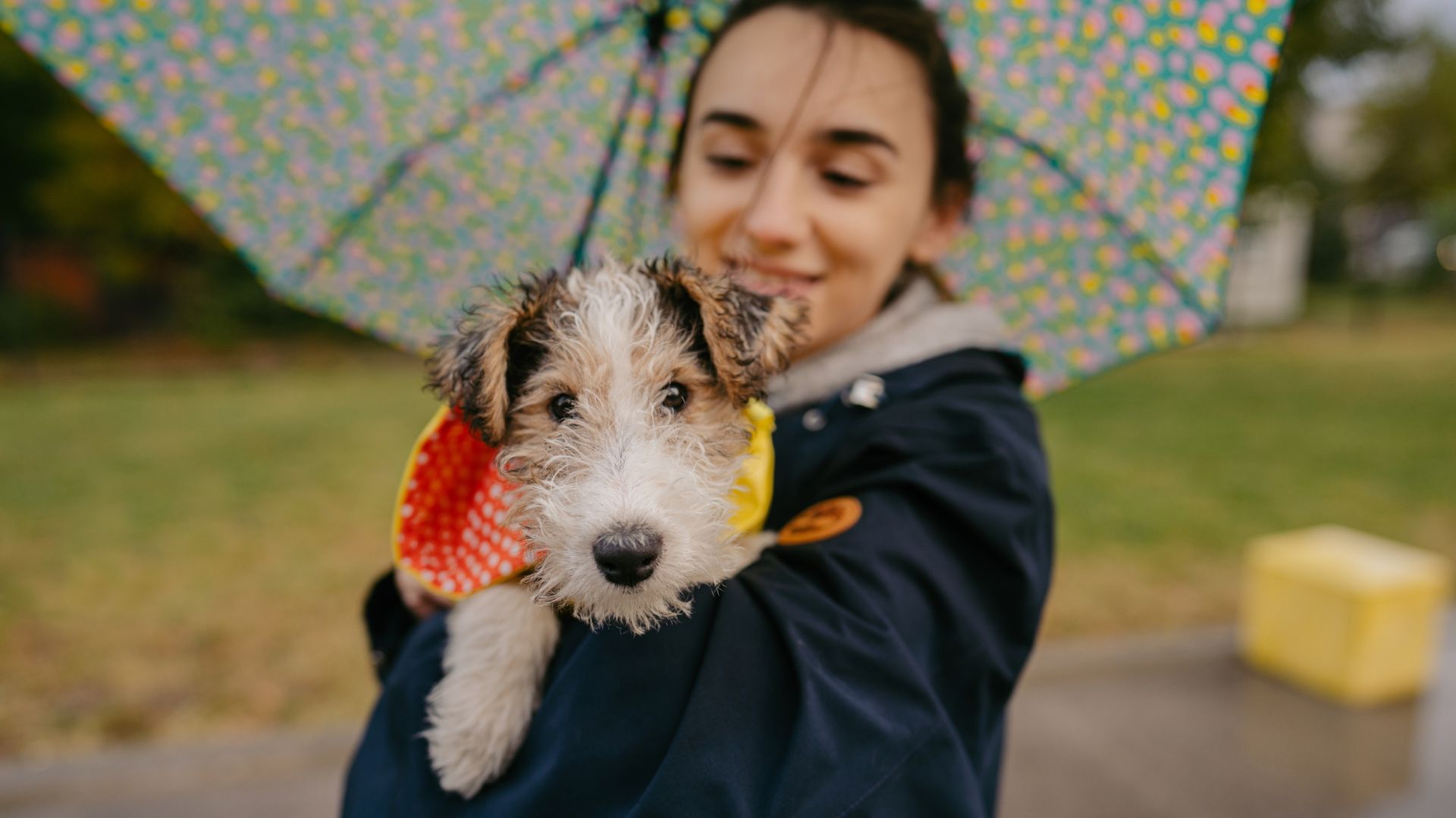 Advice for looking after dogs | PetsRadar