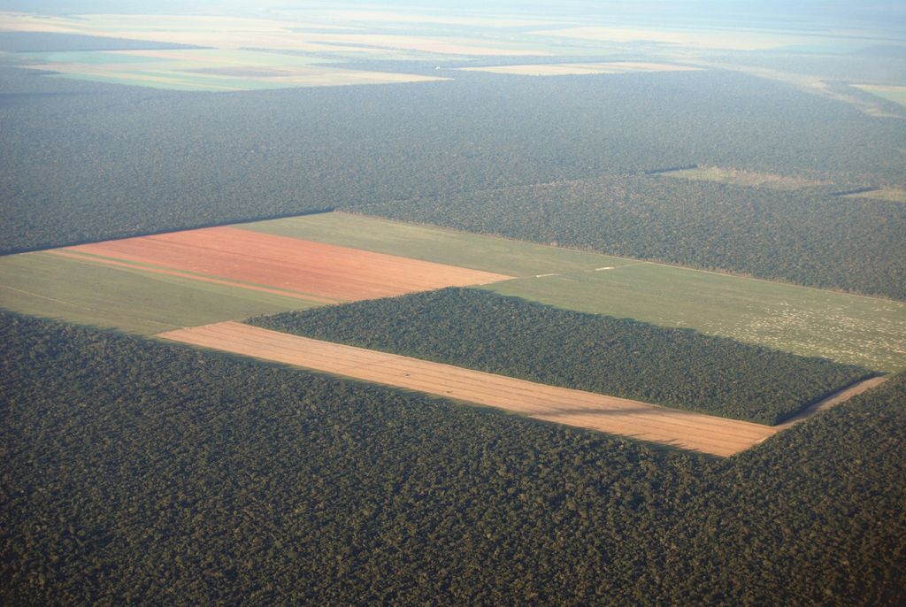Deforestation: Facts about the widespread destruction of Earth's ...