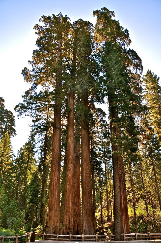 Nature's Giants: Photos of the Tallest Trees on Earth: Page 2 | Live ...