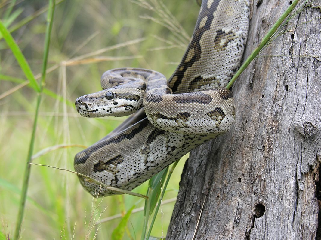 Pythons Are Cold-Blooded Killers But At Least They're Not Negligent ...