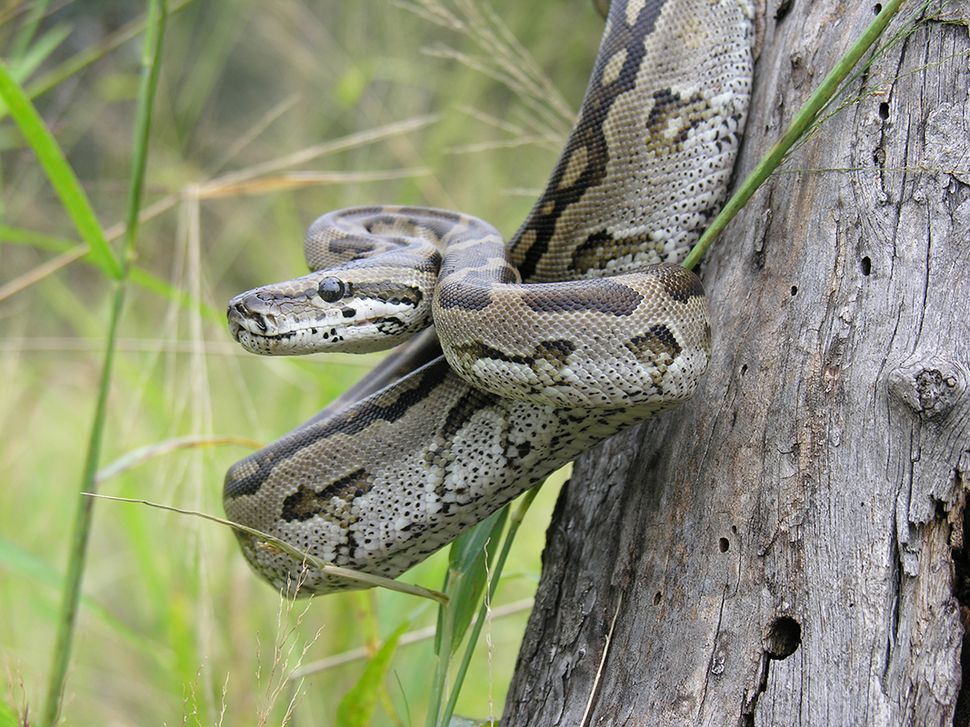 Pythons Are Cold-Blooded Killers But At Least They're Not Negligent ...