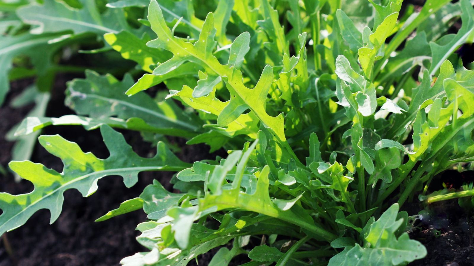 When to harvest arugula: an expert guide | Homes and Gardens
