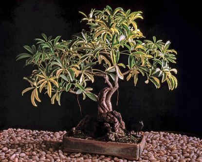 7 Easy Bonsai Trees For Beginners That Are Simply Stunning | Gardening ...