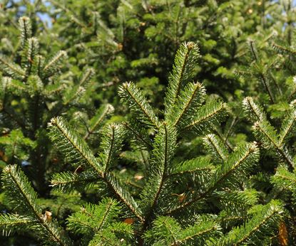 Best Christmas tree varieties - 12 real tree options | Homes and Gardens