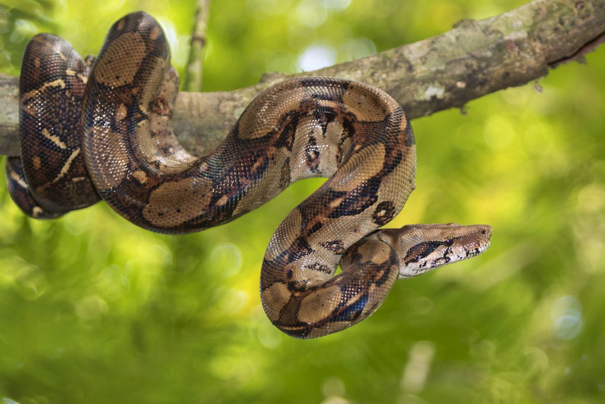 Scientist observes packs of snakes engaged in 'coordinated hunting ...
