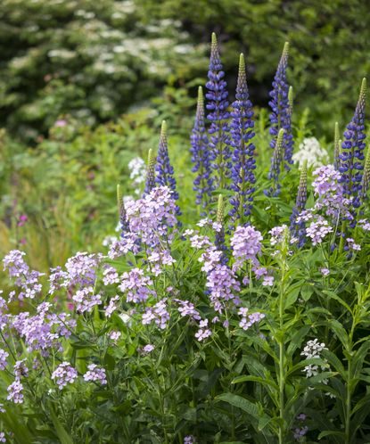 This is the ‘somber’ color combination to avoid in your garden | Homes ...