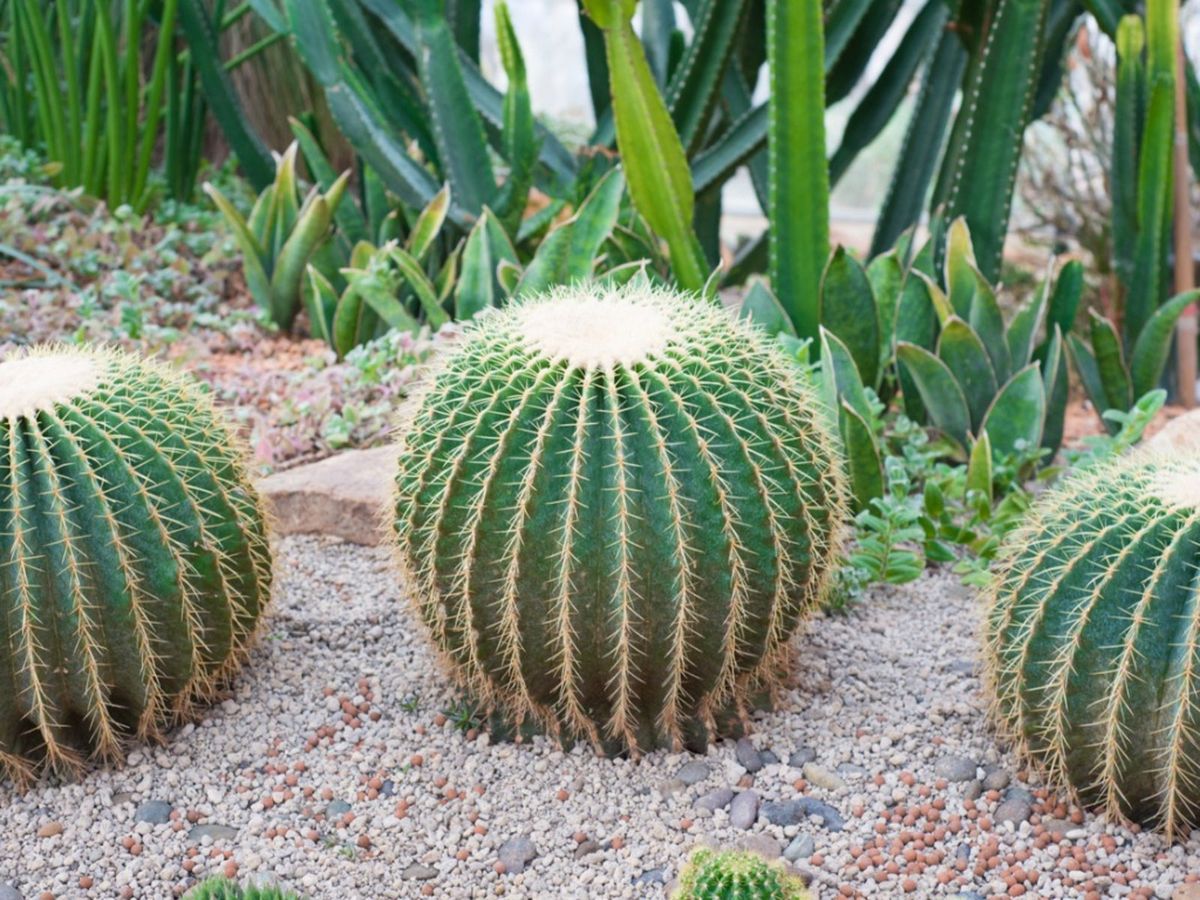 Fungal Diseases Of Barrel Cactus: Learn About Pythium Rot Symptoms And ...