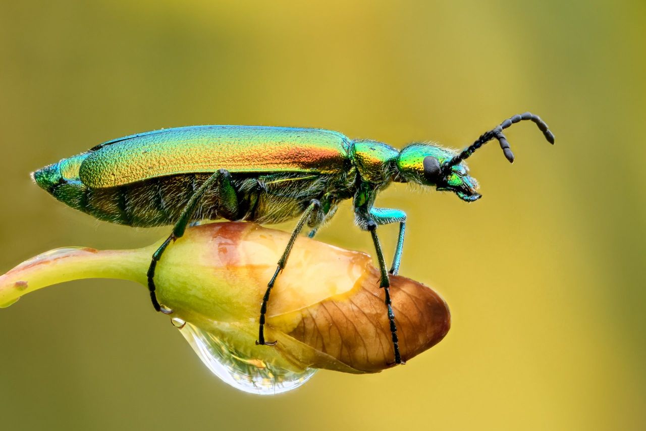 Iridescence: The greatest special effect in Nature | Country Life