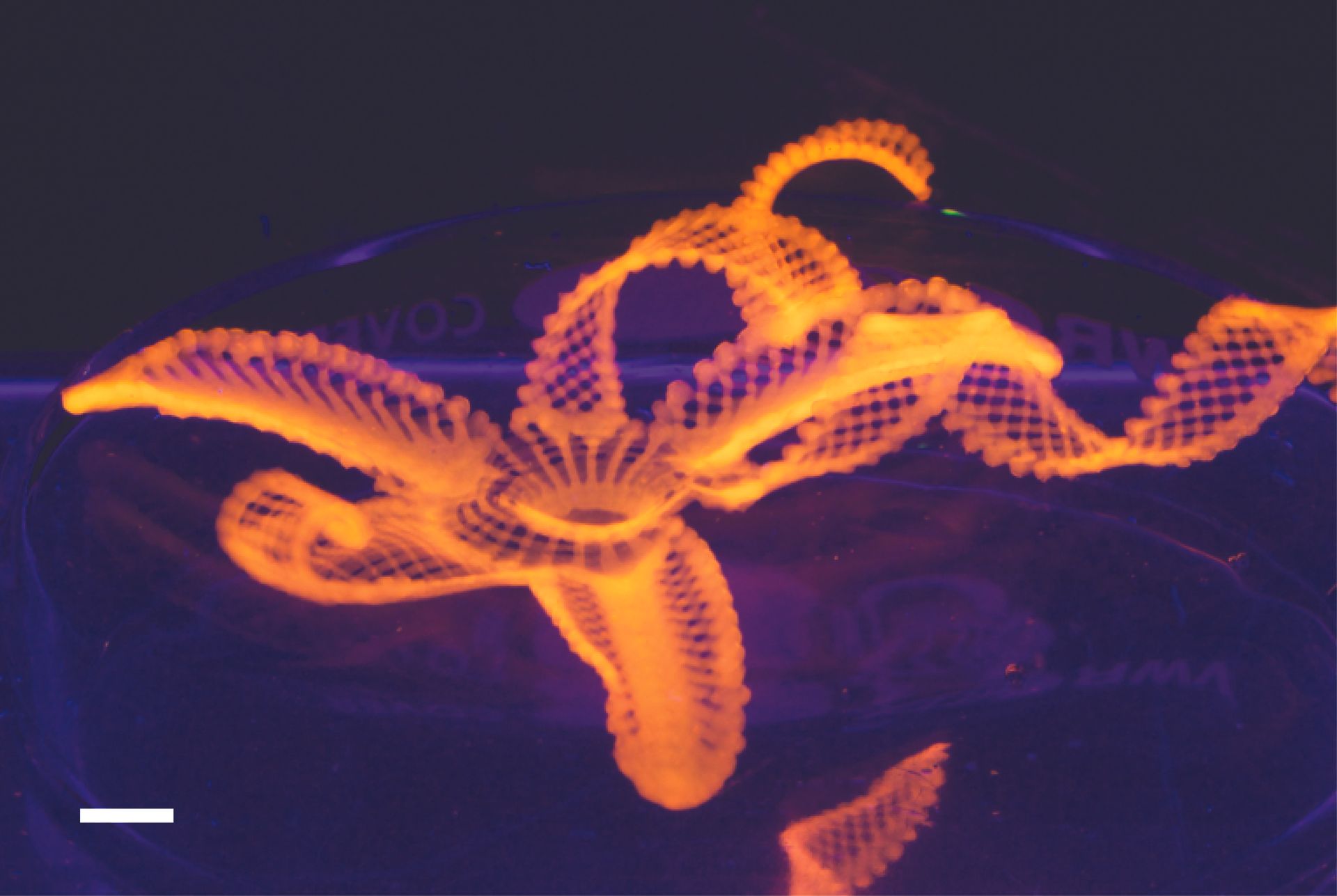 '4D-Printed' Objects Change Shape After They're Made | Live Science