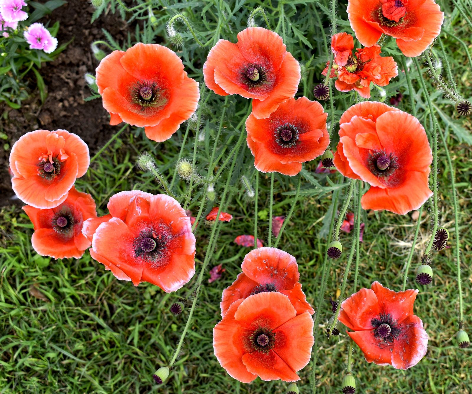 Growing Poppies From Seed | Ultimate Poppy Care Guide | Gardening Know How