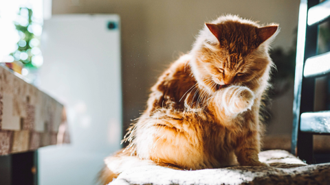 Is my cat sick? Vet reveals 10 signs your cat needs help | PetsRadar