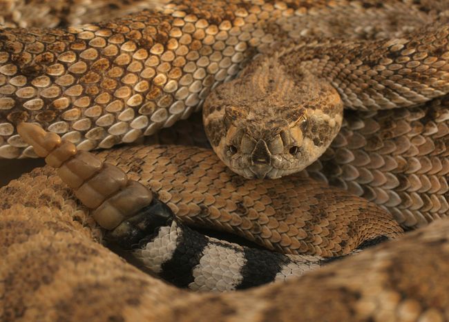 Rattlesnake Facts | Live Science