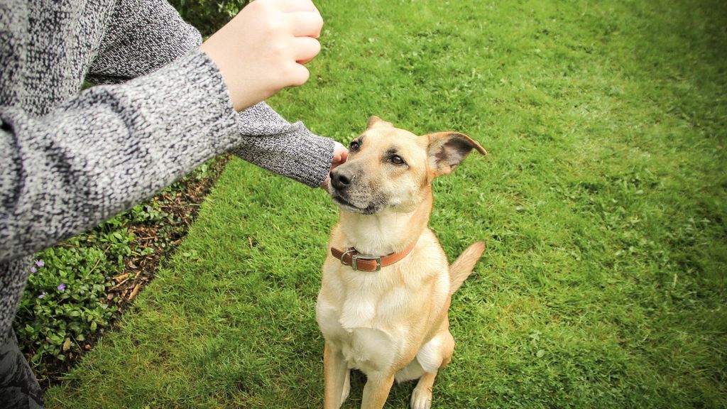27 practical tips for training your dog on your own | PetsRadar