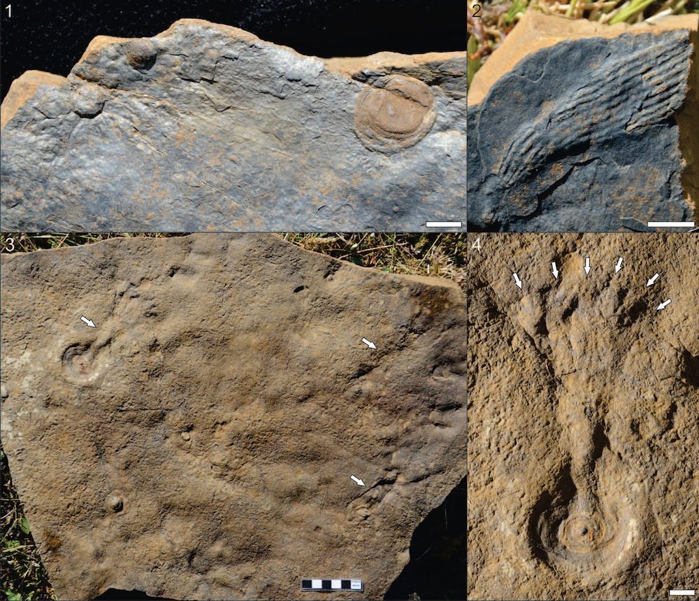 500-Million-Year-Old Embryos Fossilized in Rare Find | Live Science