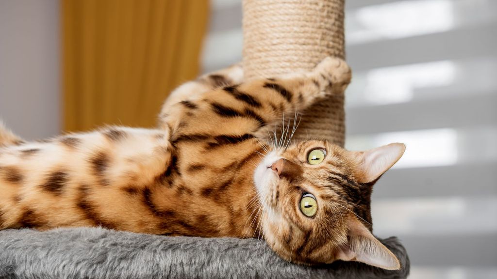 20 genius pet care hacks every owner should know | PetsRadar