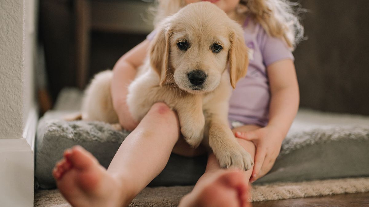 Best family dog breeds for families of all shapes and sizes | PetsRadar