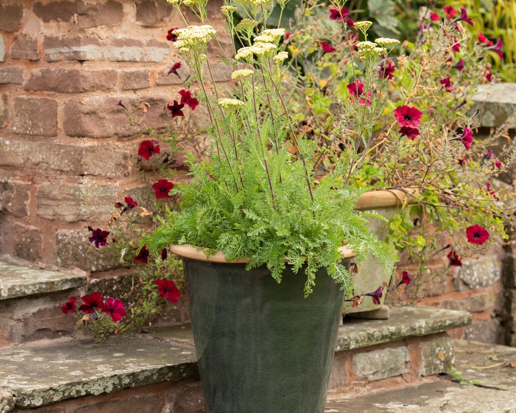 Summer container planting ideas: 11 seasonal looks | Homes and Gardens
