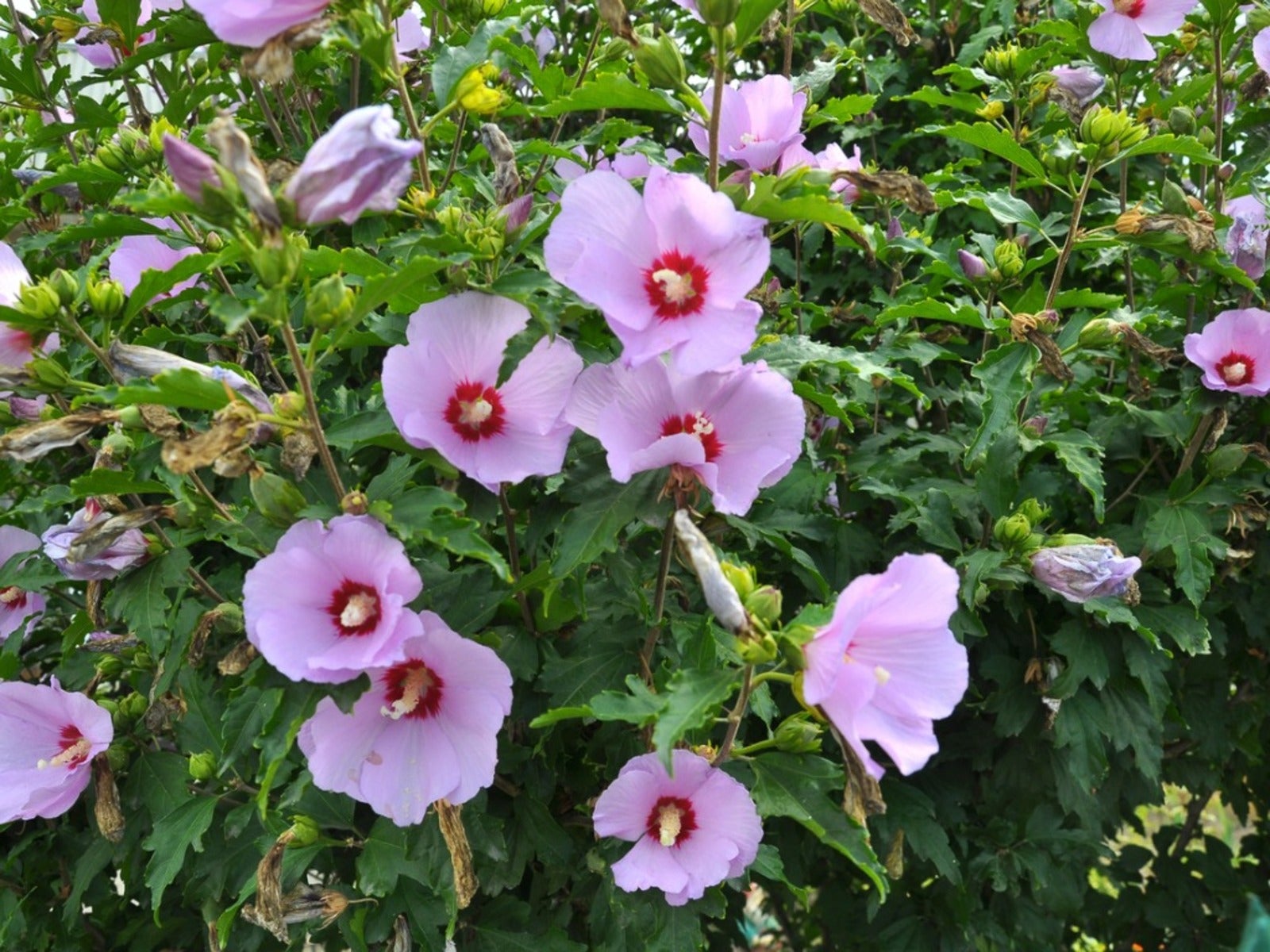 10 Flowering Bushes With The Most Beautiful Blooms | Gardening Know How