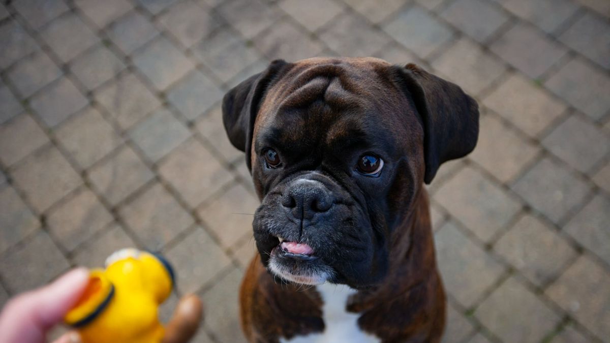 Facts about boxer dogs | PetsRadar