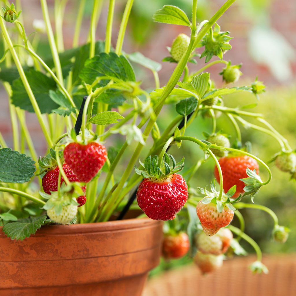 How to grow strawberries indoors - everything you need to know | Ideal Home