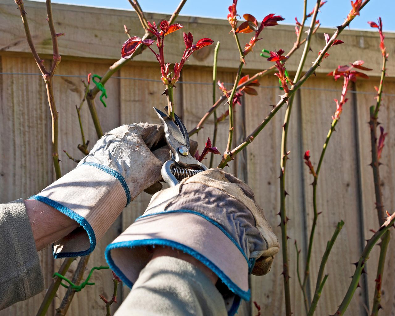 Pruning Climbing Roses: Pro Techniques For Maximum Blooms | Gardening ...