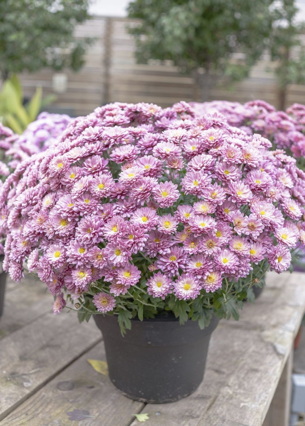 Care Of Container Grown Mums - Tips For Growing Chrysanthemums In Pots ...
