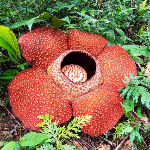 Sci-Fi Plants That Look Like They’re From Another Planet | Gardening ...