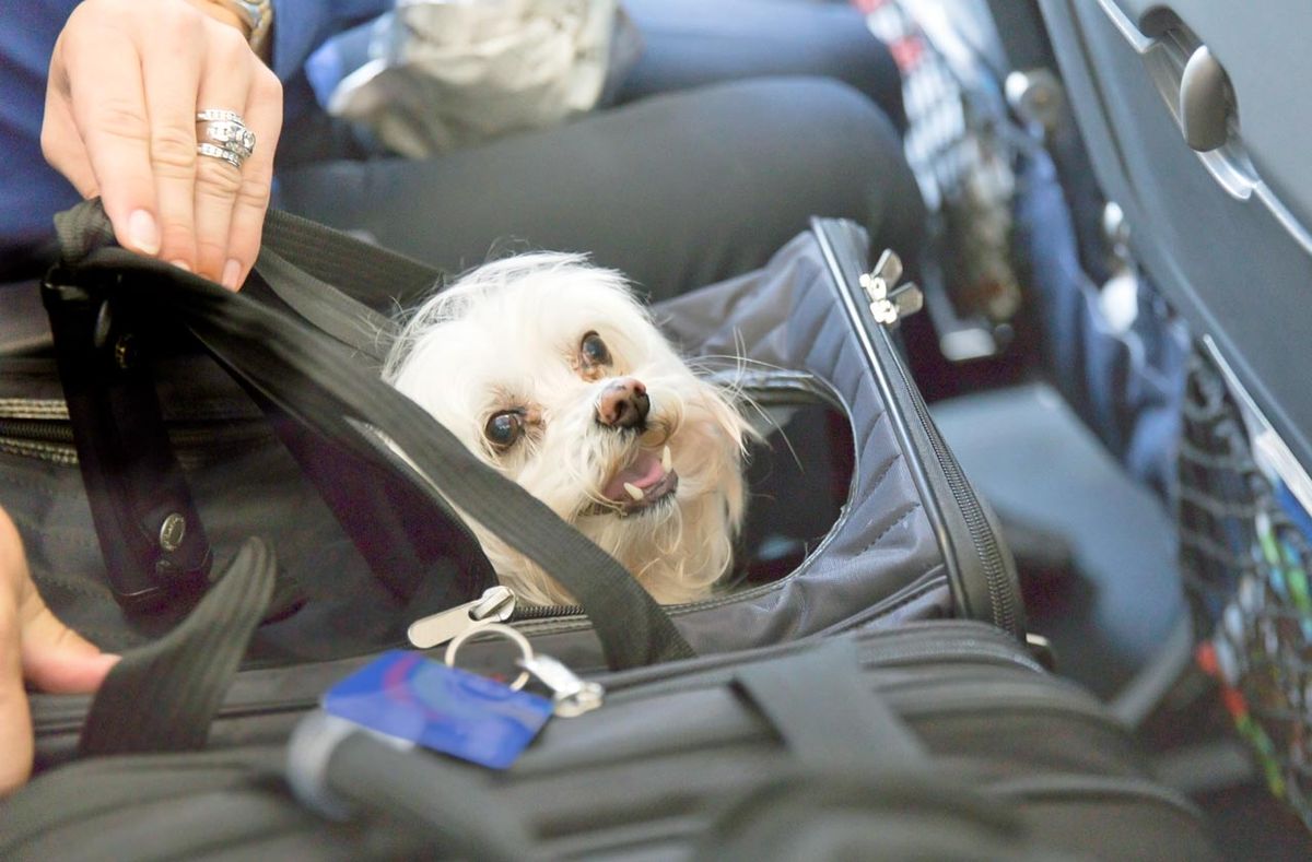 What You Must Know About Flying With Your Pet | Kiplinger