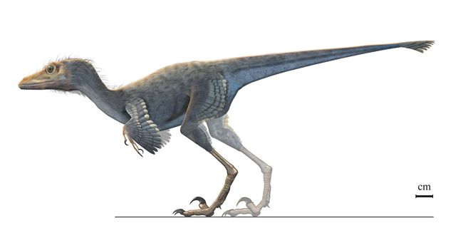 Tiny Dino Was Ready to Fly | Live Science