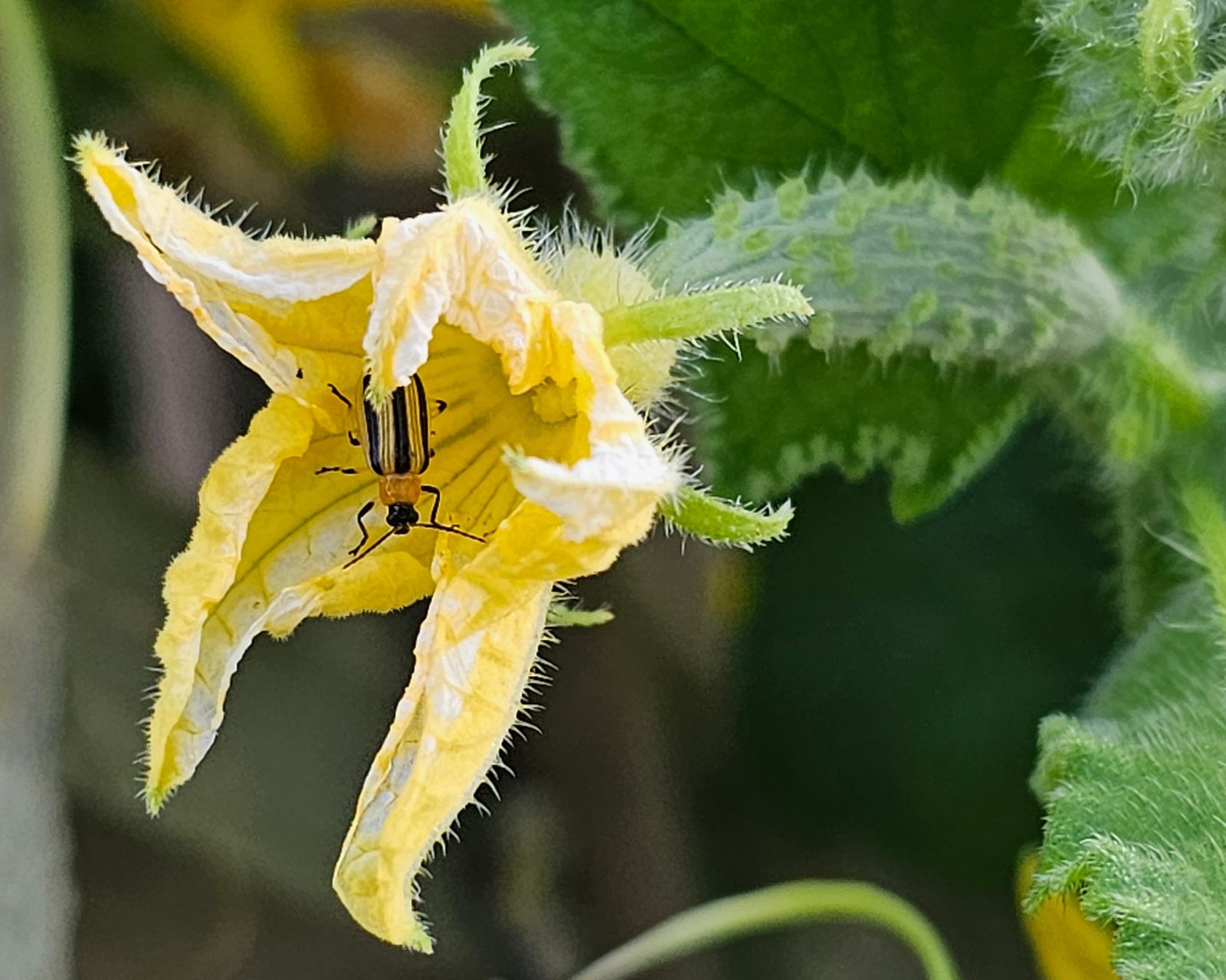 Top 10 Cucumber Plant Problems – And How To Fix Them Fast | Gardening ...