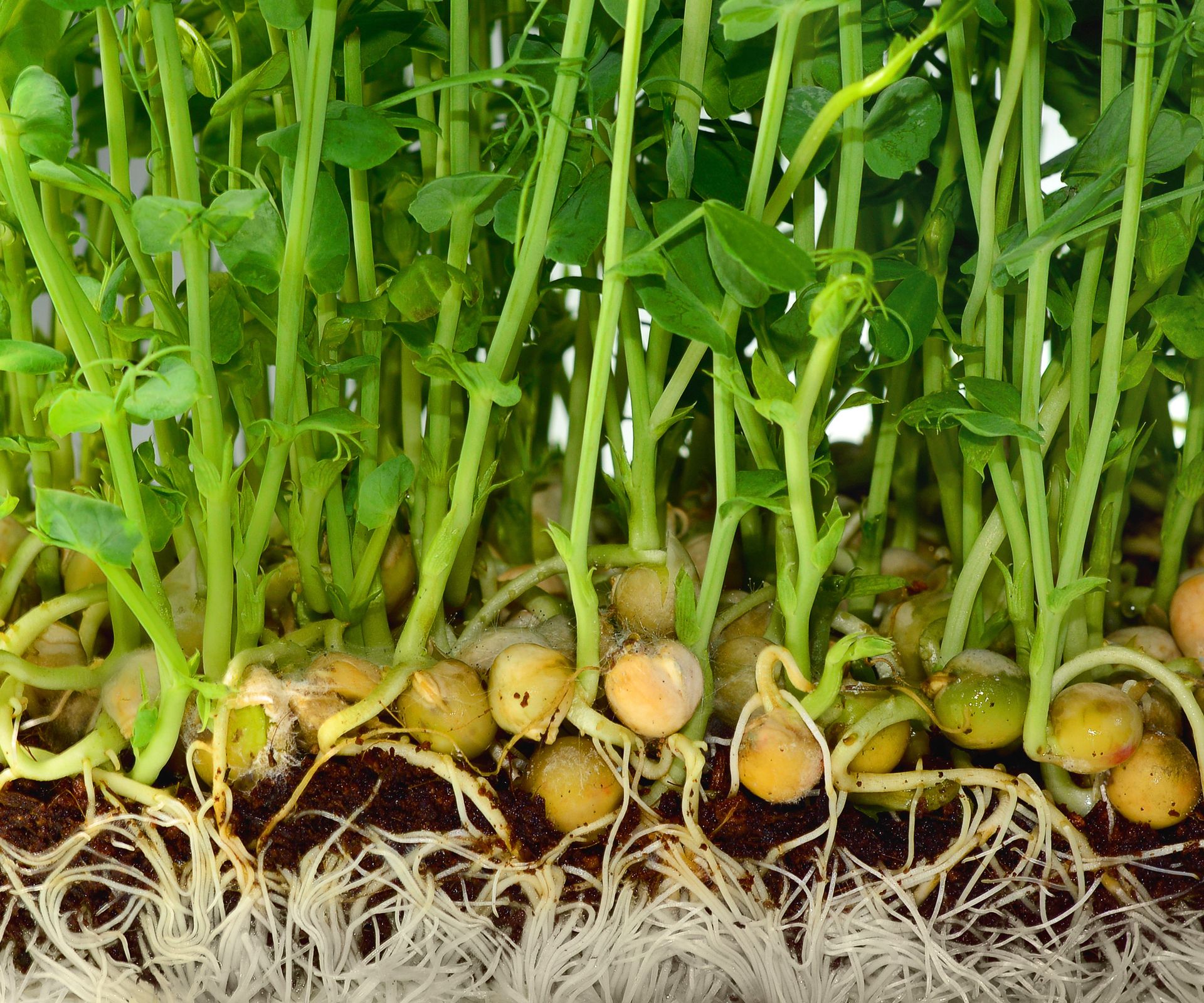 How to grow chickpeas: expert tips to grow garbanzo beans | Homes and ...