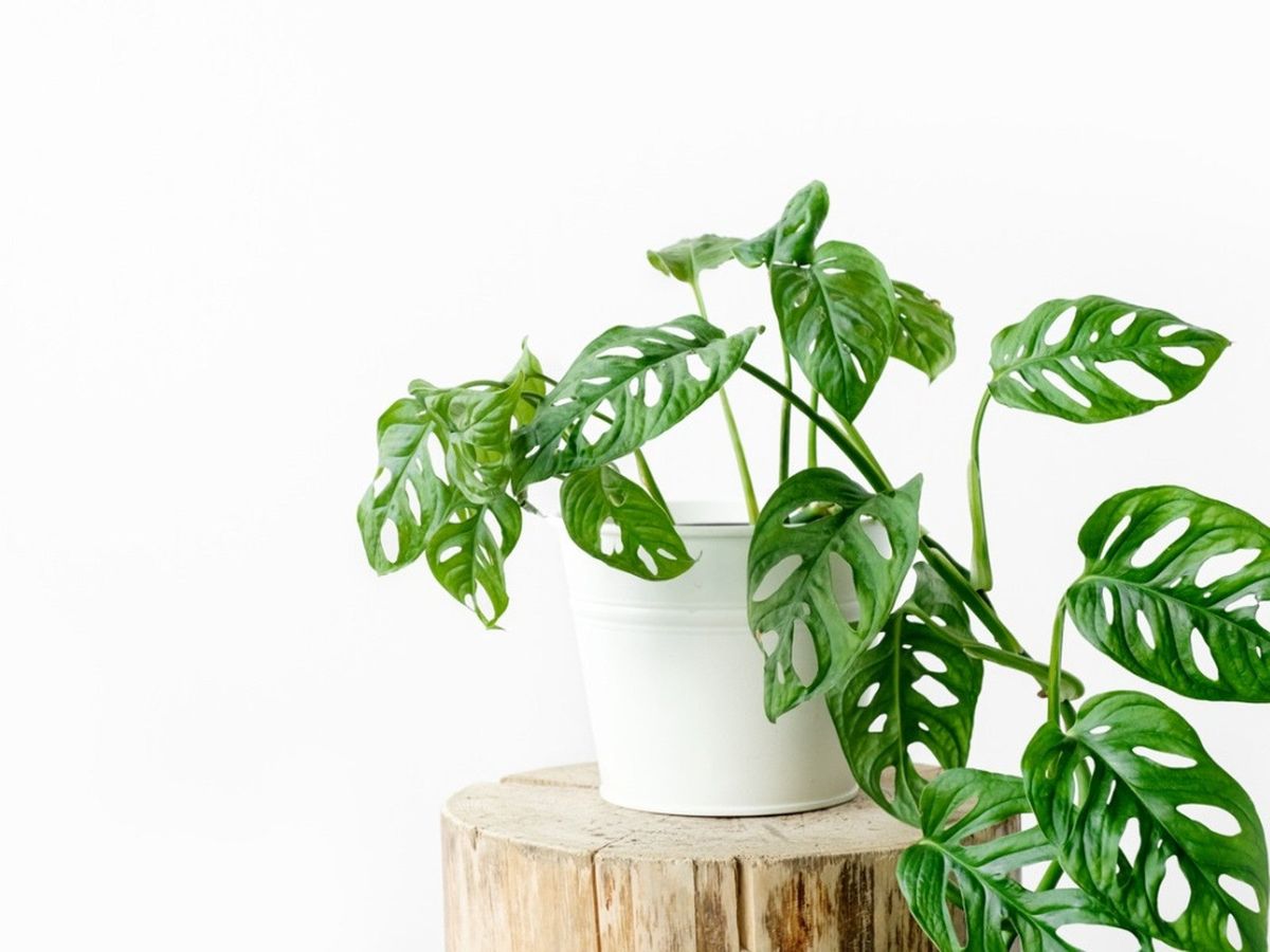 Exotic Monstera Varieties To Grow At Home | Gardening Know How
