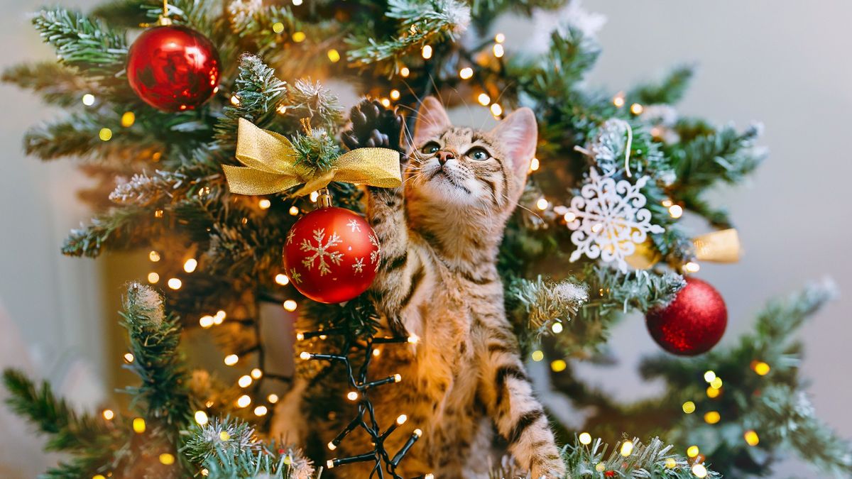 7 ways to cat-proof Christmas trees | PetsRadar