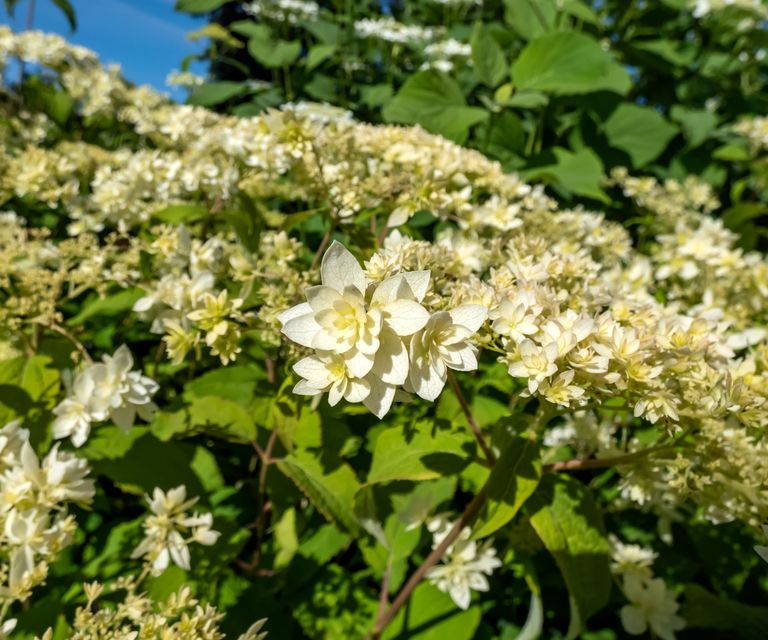 Native Hydrangea Varieties In North America: Hardy Bloomers | Gardening ...