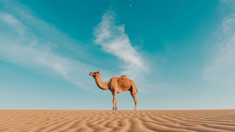 25 of the most expensive pets in the world | PetsRadar