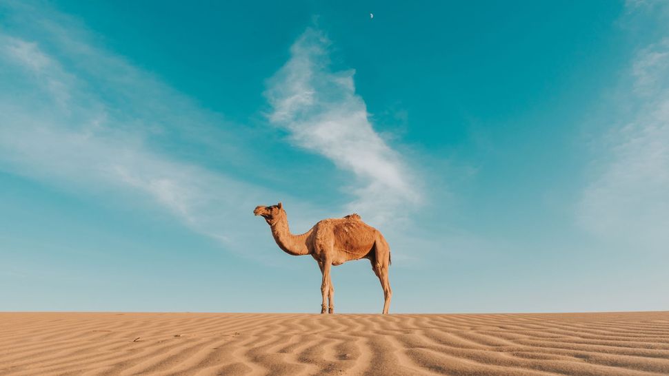 25 of the most expensive pets in the world | PetsRadar