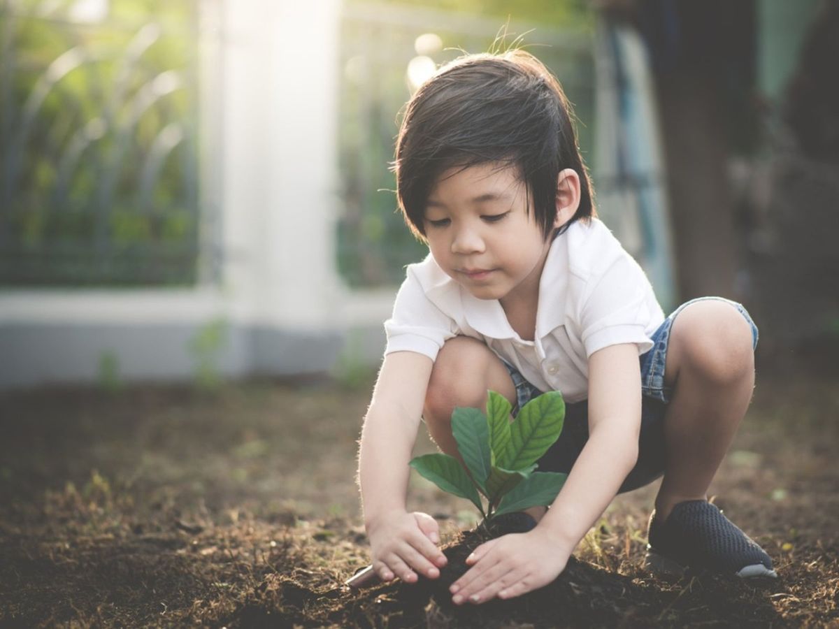 Growing Trees To Save The Planet: The Best Ways To Plant More Trees ...