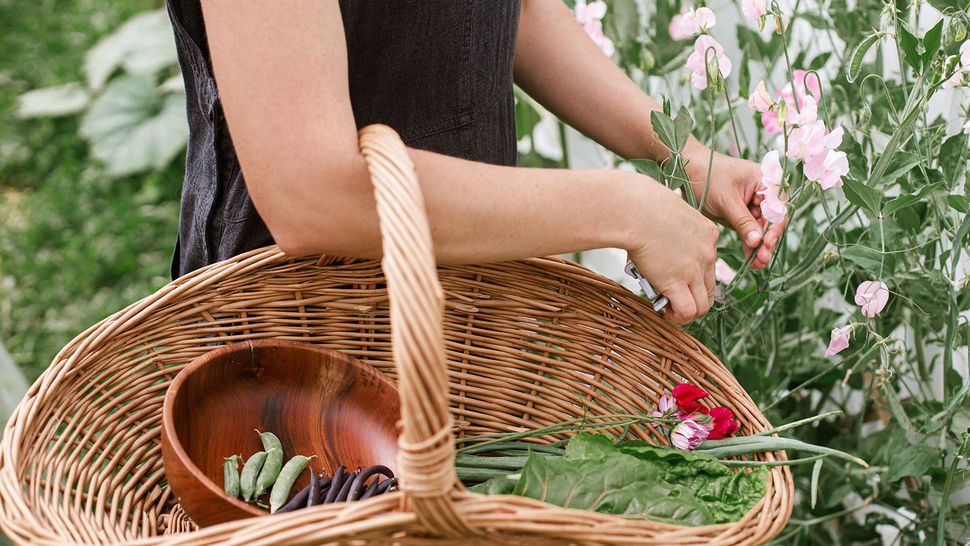 3 flower seeds to sow in May for beautiful blooms | Tom's Guide