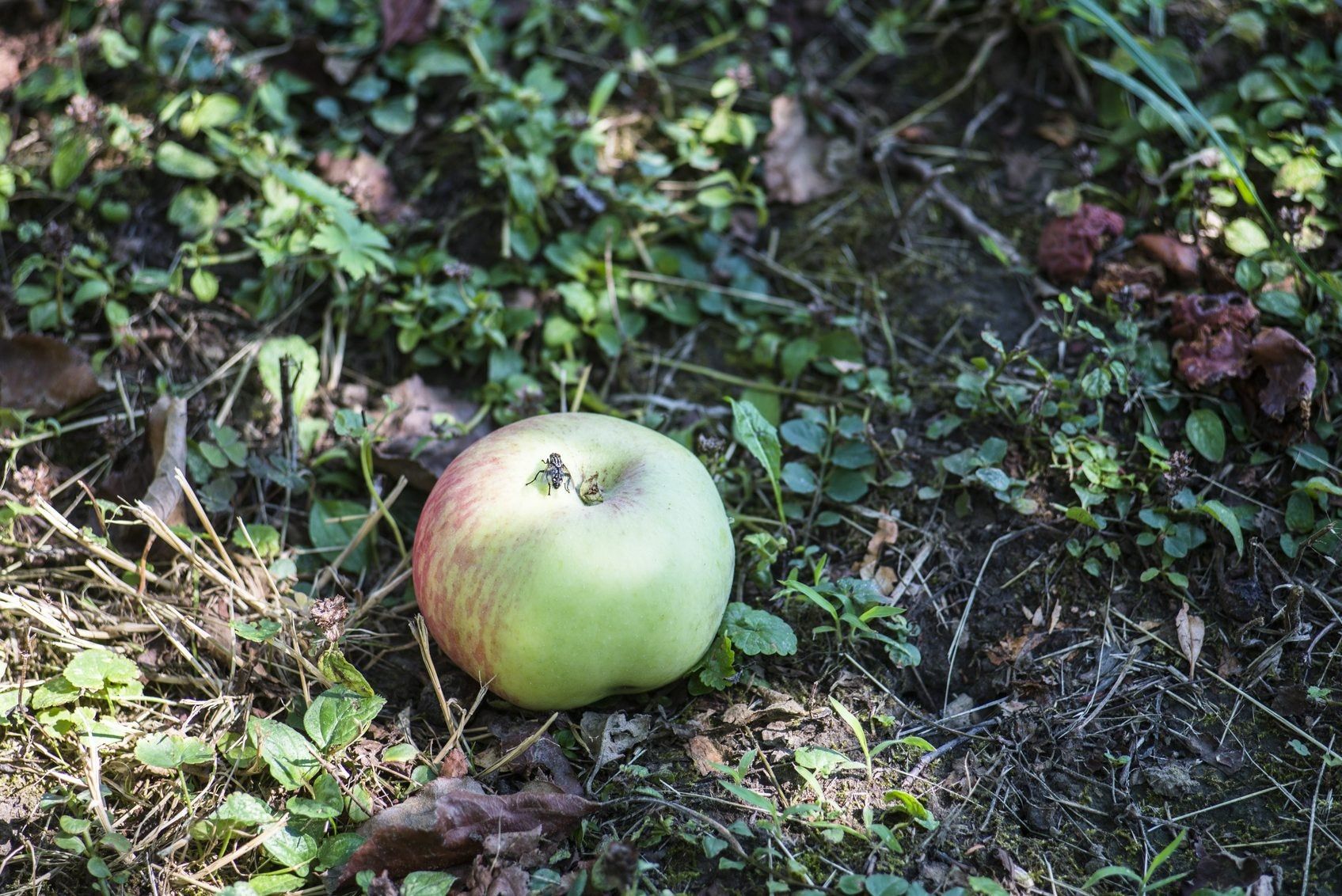 What Makes Apples Fall From The Tree - Learn About Premature Fruit Fall ...