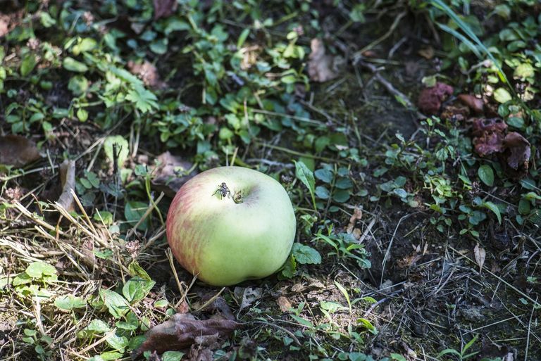 What Makes Apples Fall From The Tree - Learn About Premature Fruit Fall ...