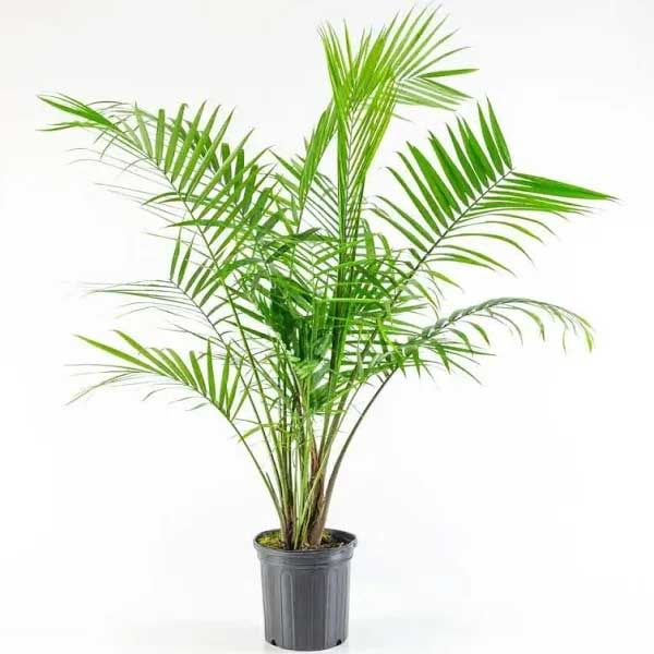 Fillers, spillers and thrillers – the golden rule for container gardens ...