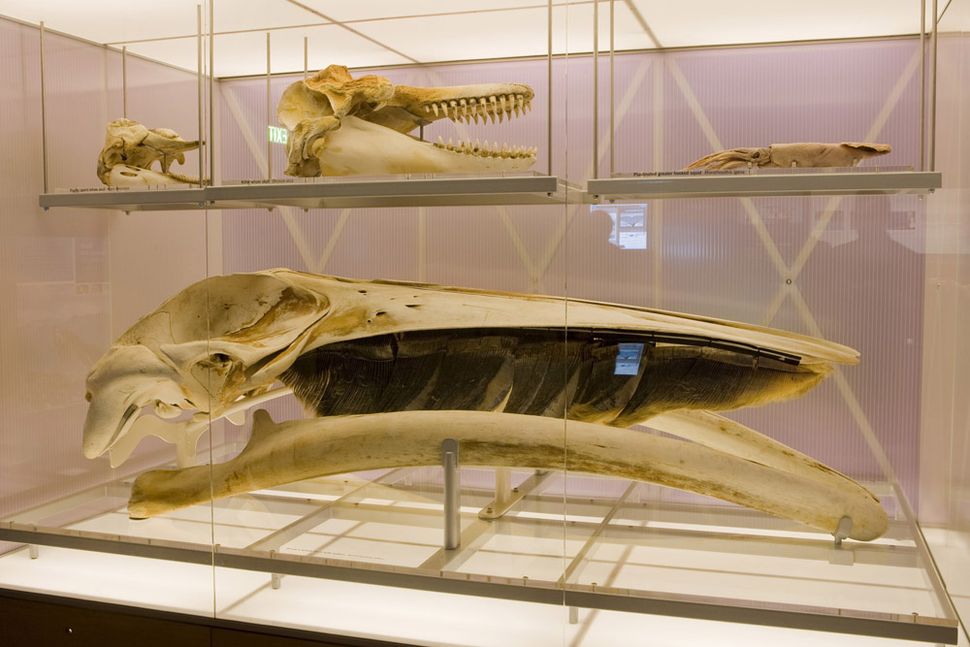 Whale Album: Giants of the Deep | Evolution of Whales & AMNH | Live Science