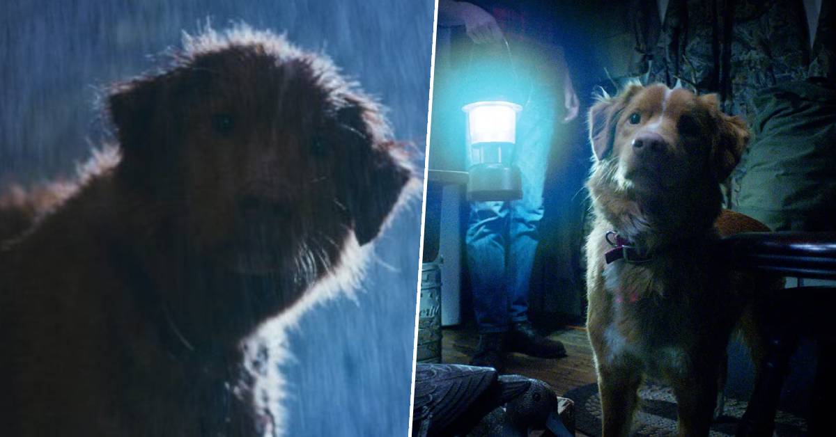Good Boy, a new scary movie told from a dog's POV, is being called "one ...
