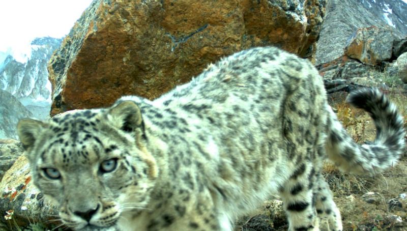 Images: Snow Leopards & Mountain Creatures of Wild Tajikistan | Live ...