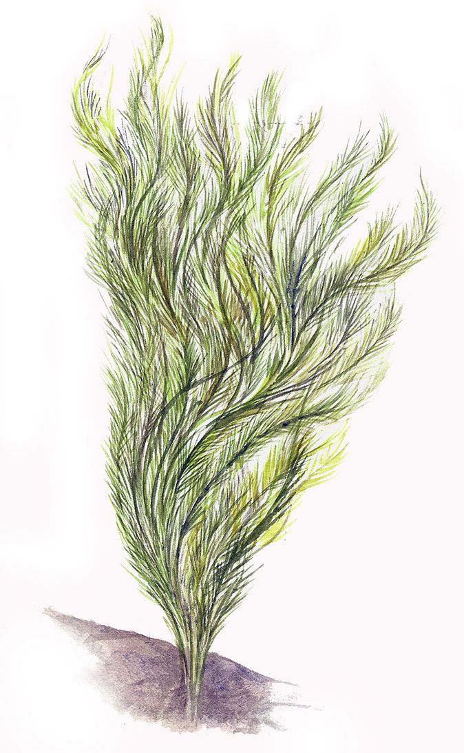 A simple guide to the seaweed of Britain – how to spot it, how to cook ...